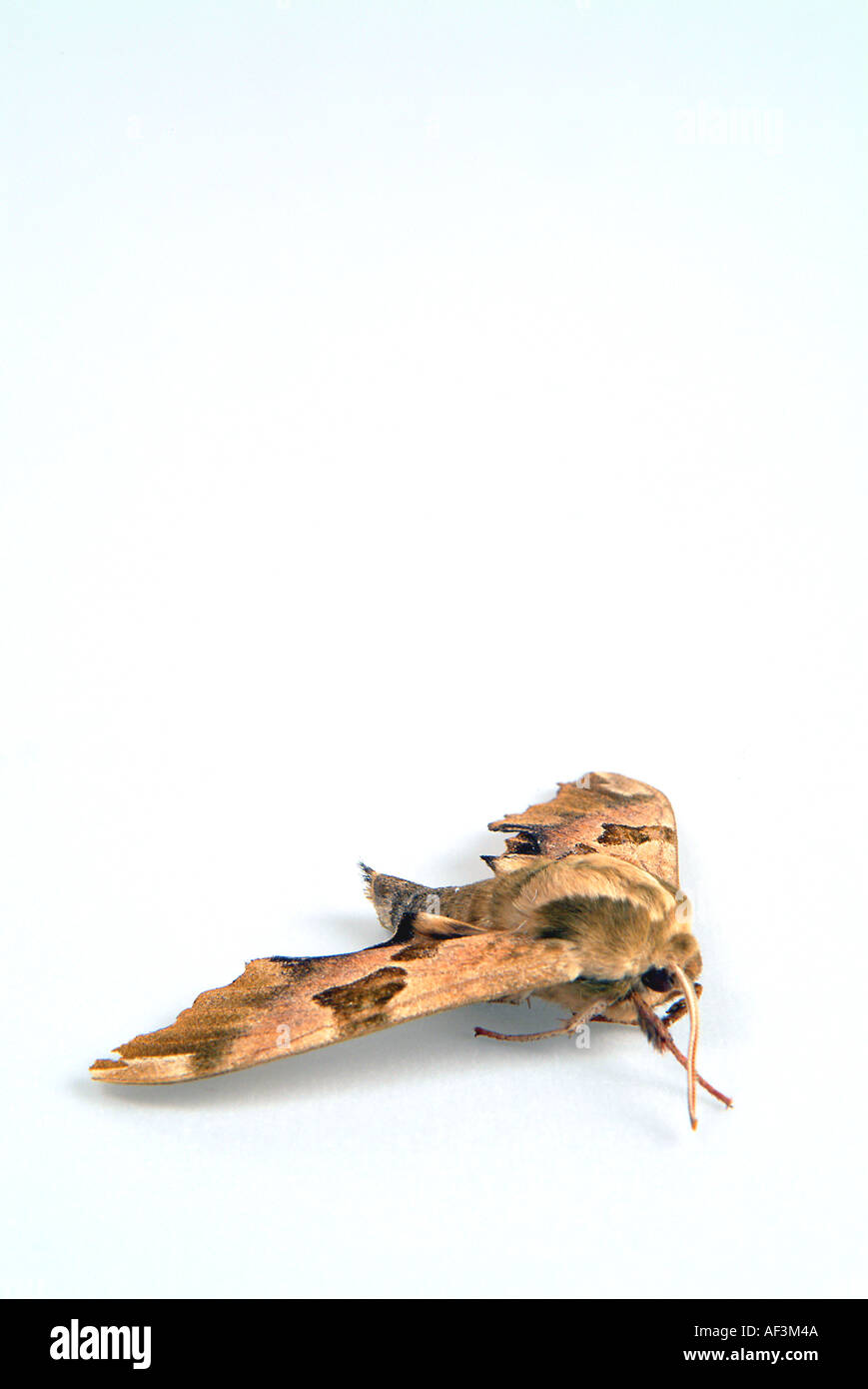 Close up detail of hawk moth wings on a plain white background to ...