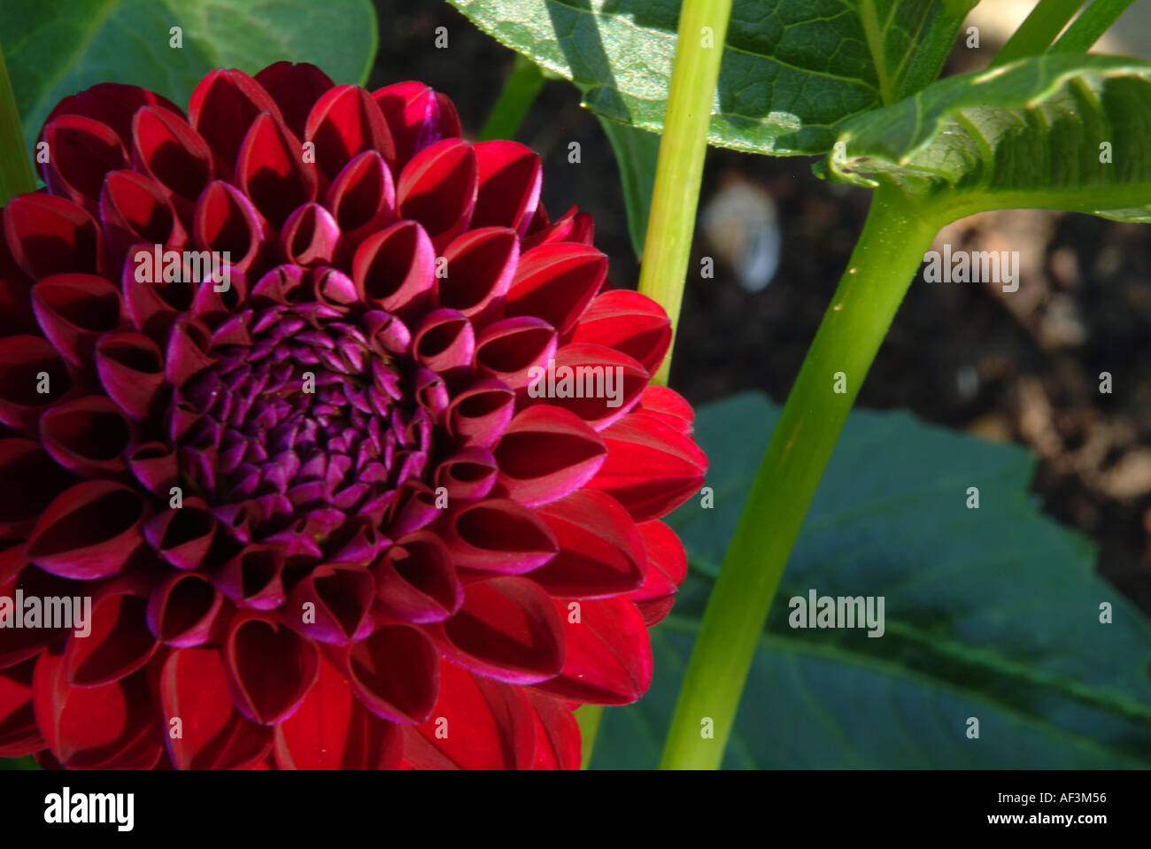 Dahlia deep red flower hi-res stock photography and images - Alamy