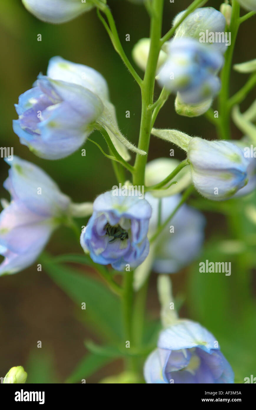 Pale blue delphinium hi-res stock photography and images - Alamy