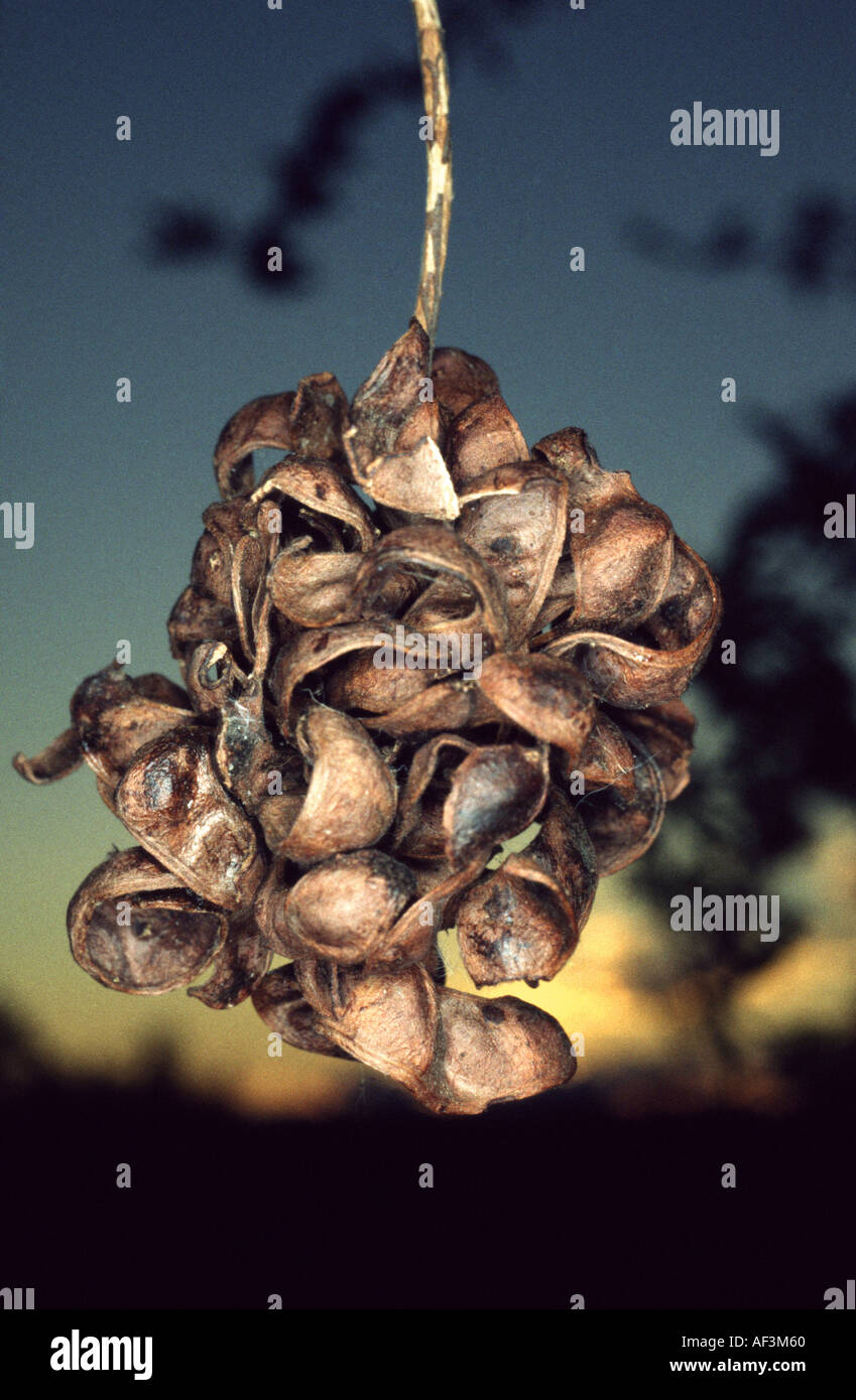 Acacia albida hi-res stock photography and images - Alamy