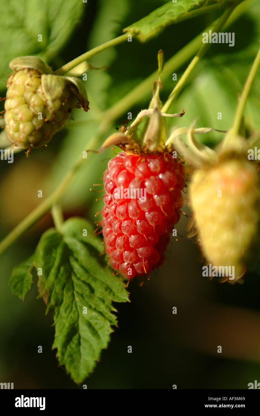 Loganberry hi-res stock photography and images - Alamy