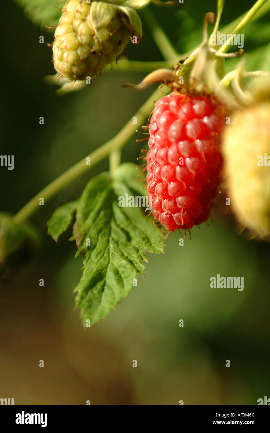 Loganberry growing hi-res stock photography and images - Alamy