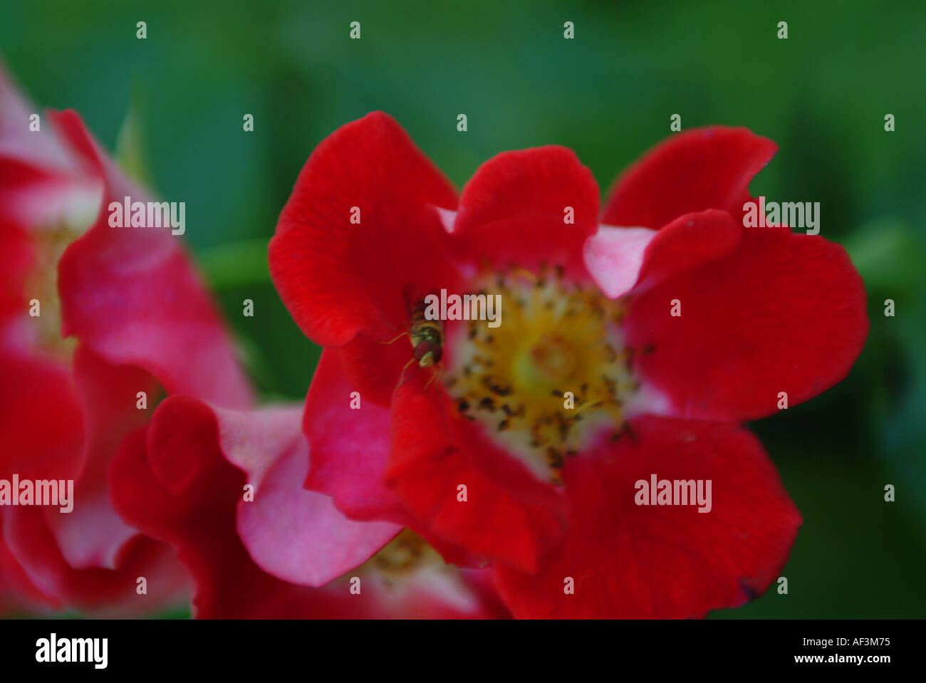 Simple pink rose with foliage background Stock Photo - Alamy