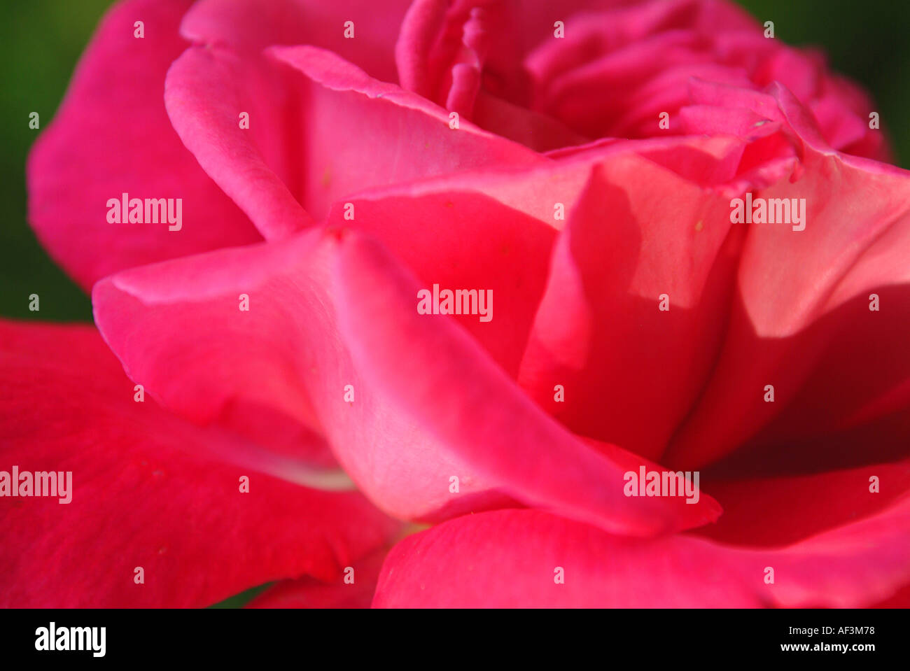 Simple pink rose with foliage background Stock Photo - Alamy