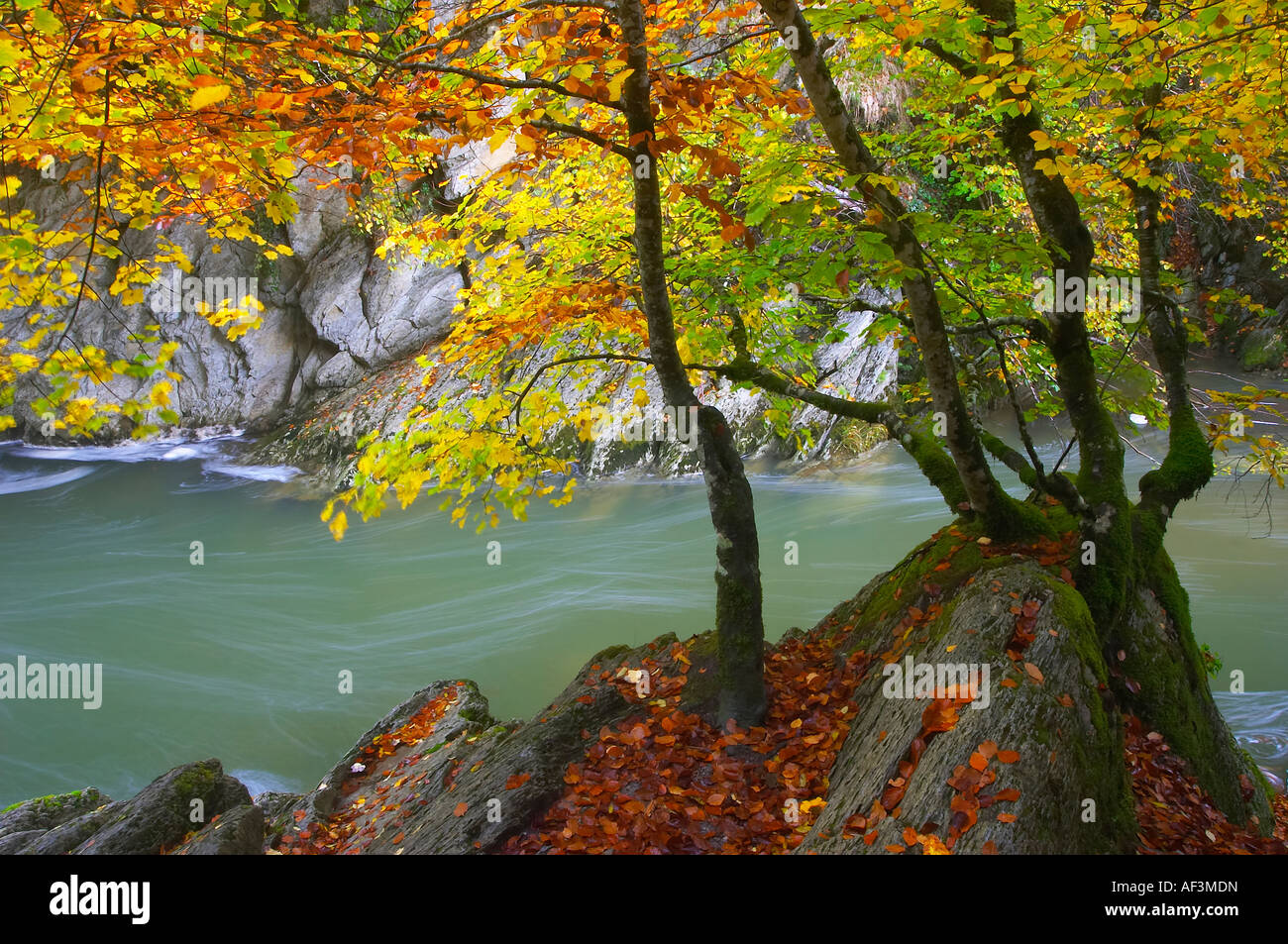 Hayedo, Selva de Irati Navarra Spain. Beech Forest Iraty Forest ...
