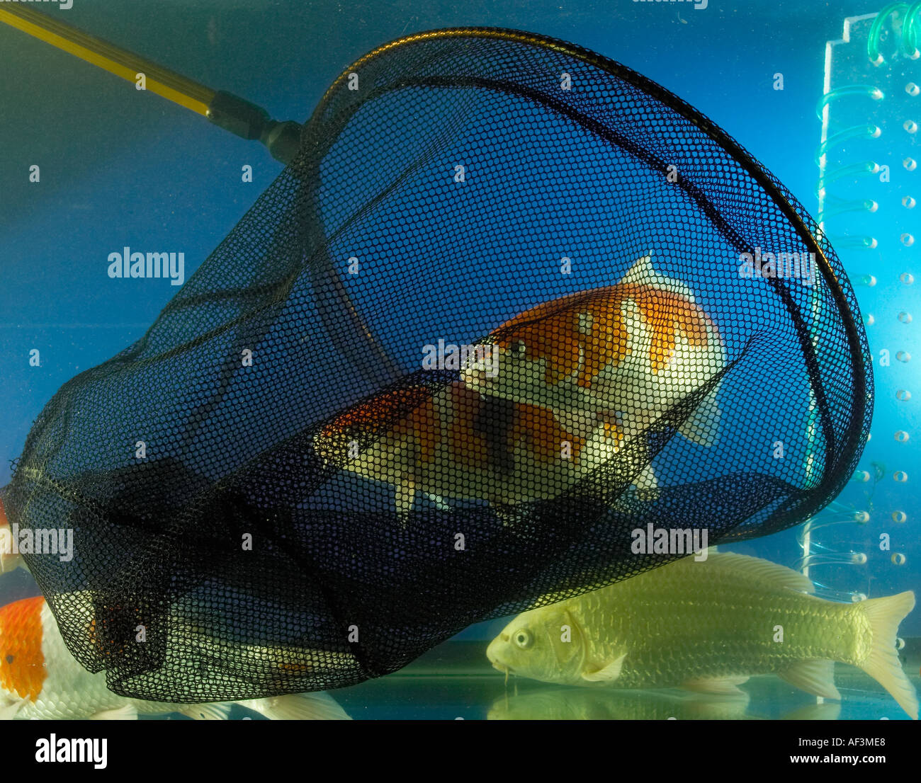 KOI koifish carp carpio cyprinus goldfish feeding capture caught with ...