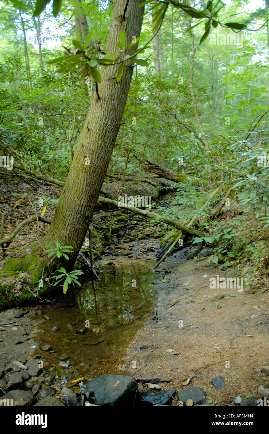 Virgin Forest in Kentucky Stock Photo - Alamy