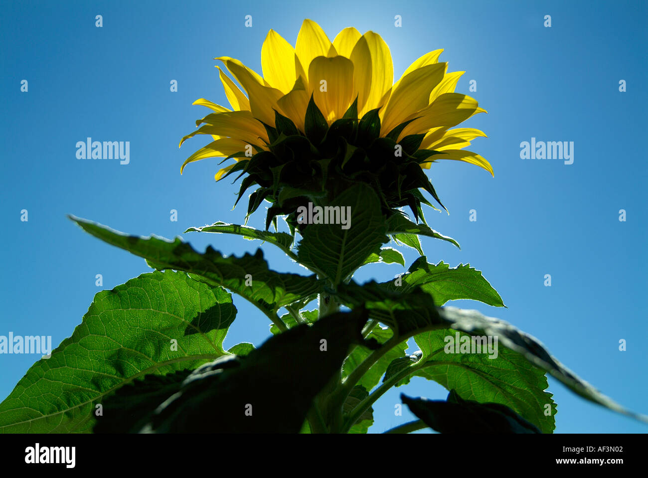 Swedish sunflower hi-res stock photography and images - Alamy