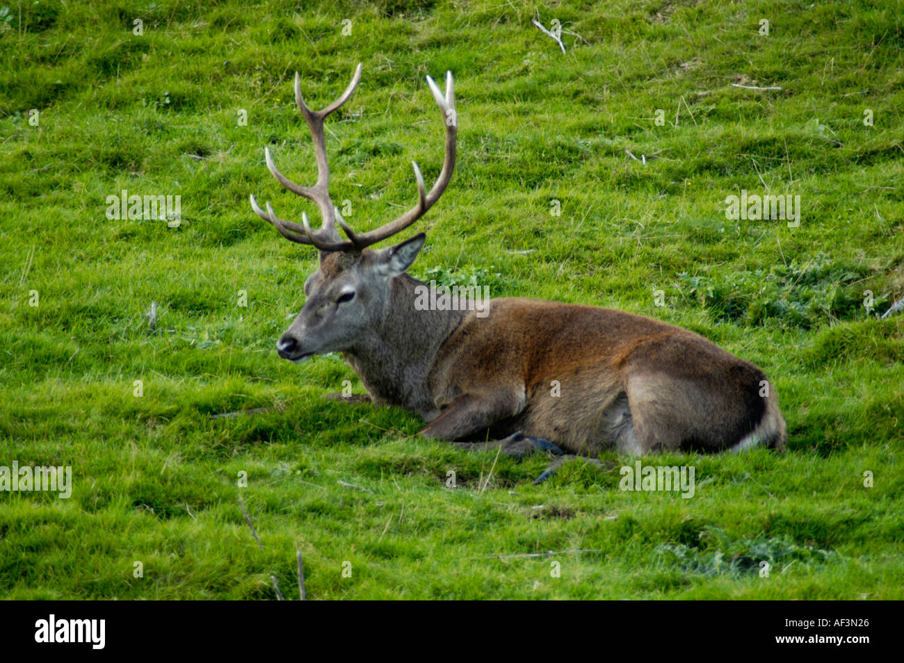 Red Deer in the Scottish Highlands Stock Photo - Alamy
