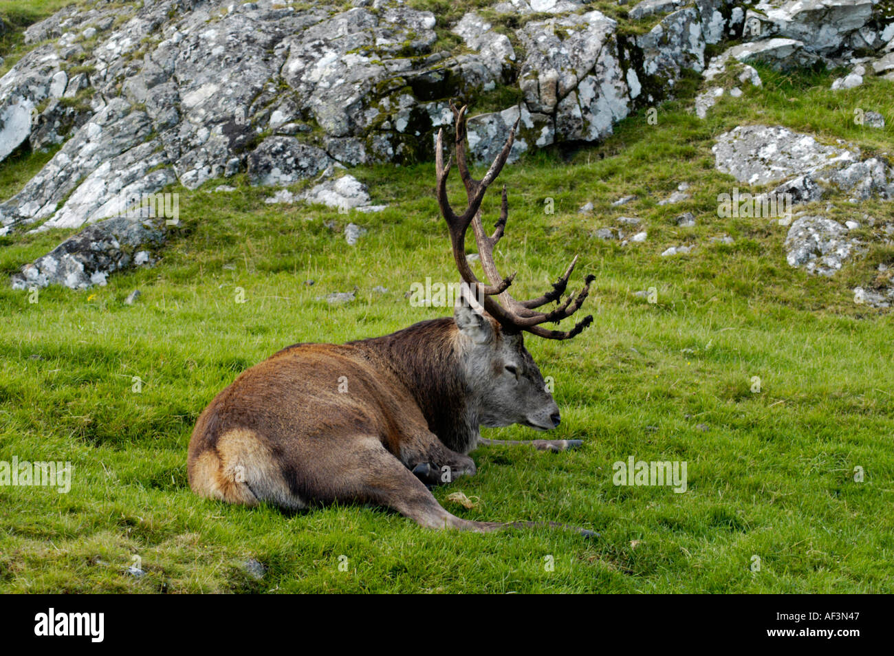 Red deer stag laying down hi-res stock photography and images - Alamy