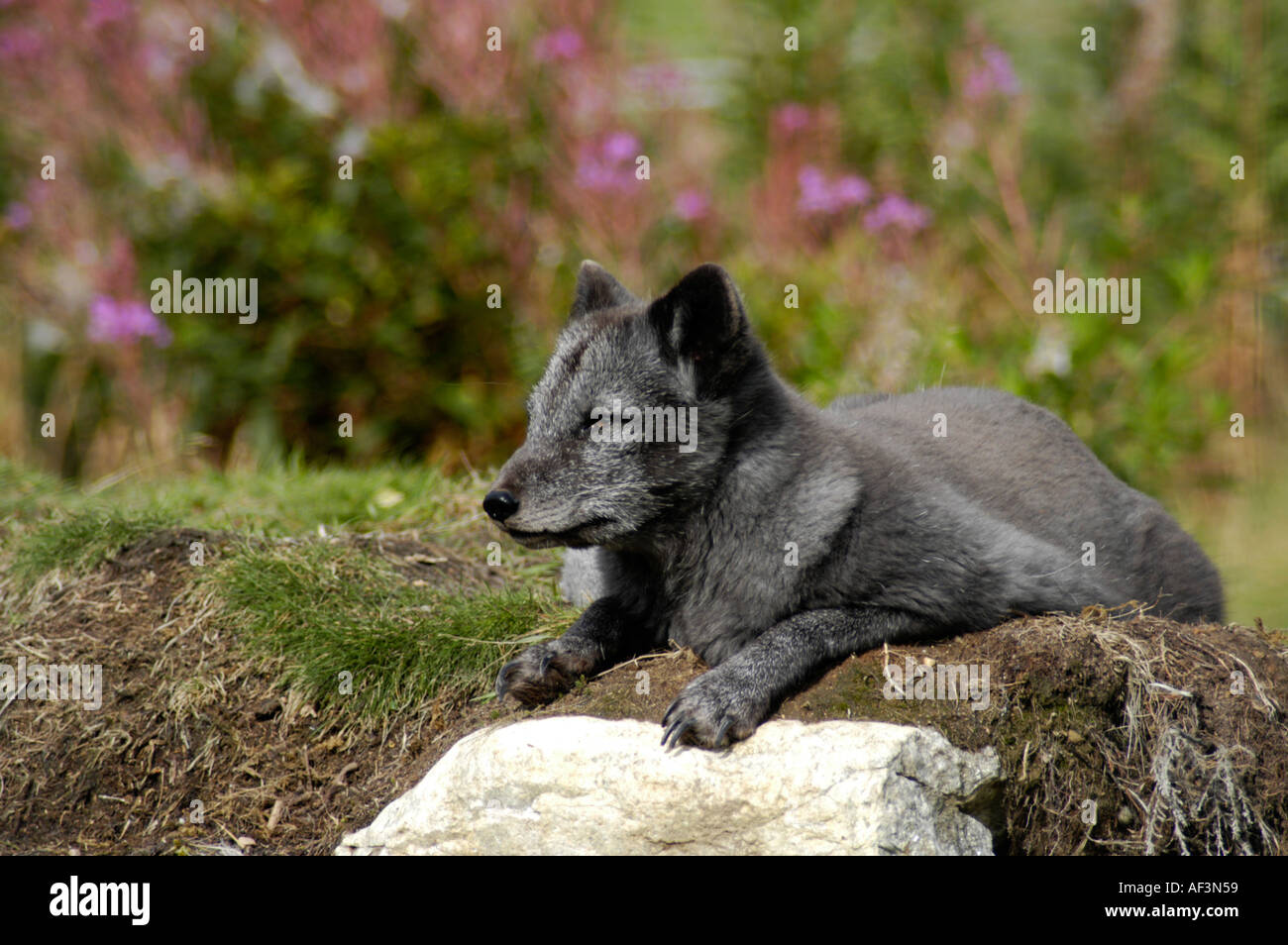 Arctic Fox in the Scottish Highlands Stock Photo - Alamy