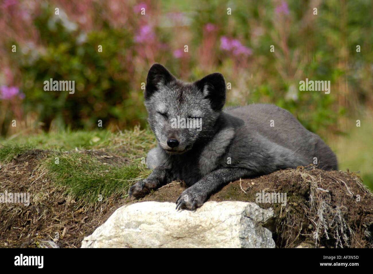 Scottish fox summer hi-res stock photography and images - Alamy