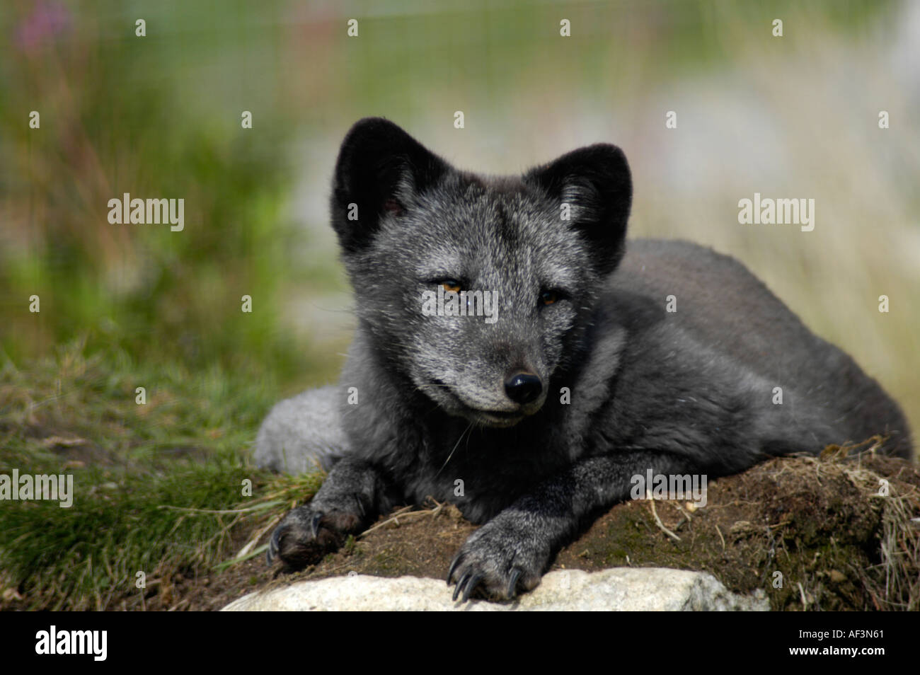 Arctic Fox in the Scottish Highlands Stock Photo - Alamy
