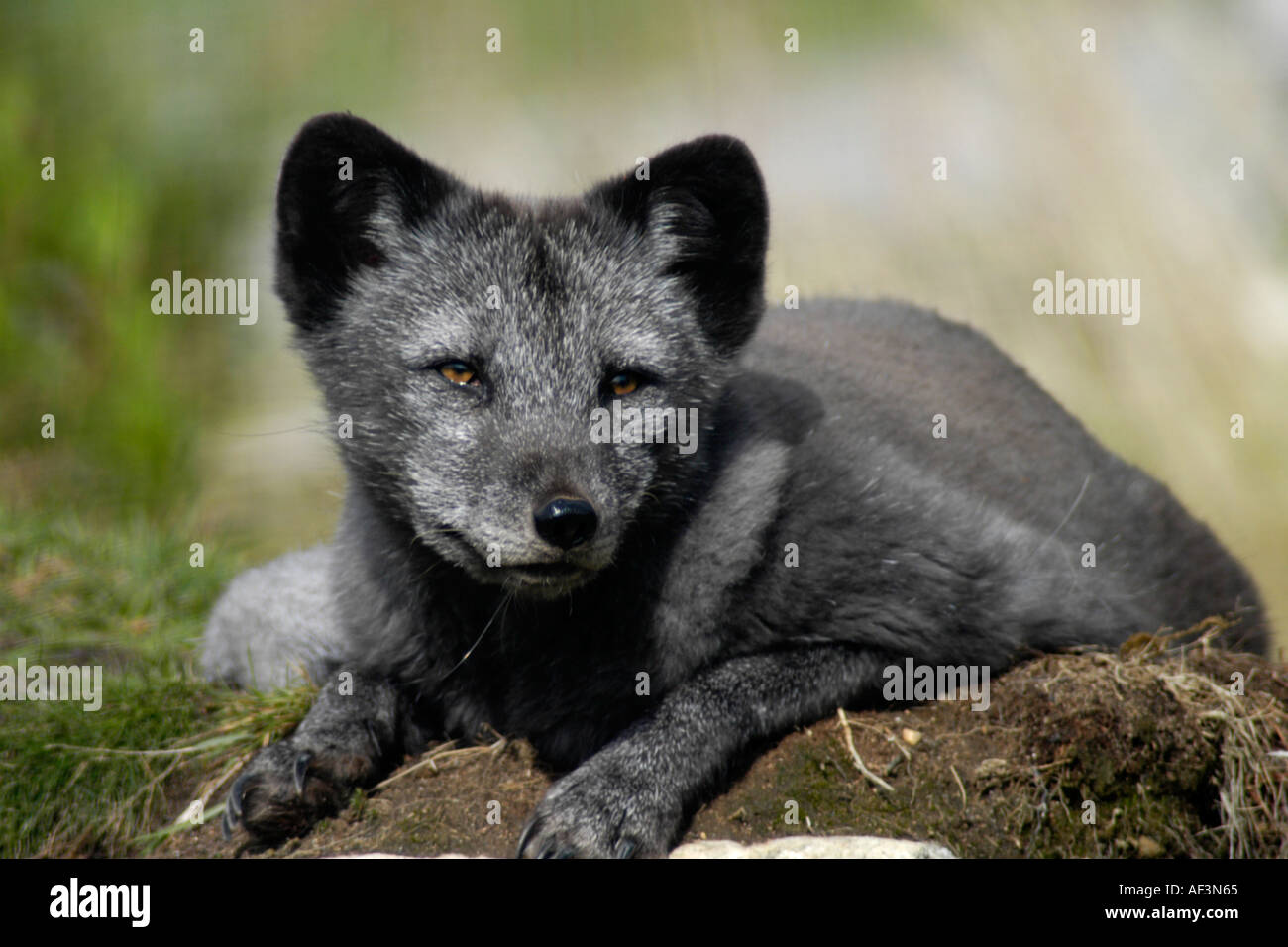Arctic Fox in the Scottish Highlands Stock Photo - Alamy