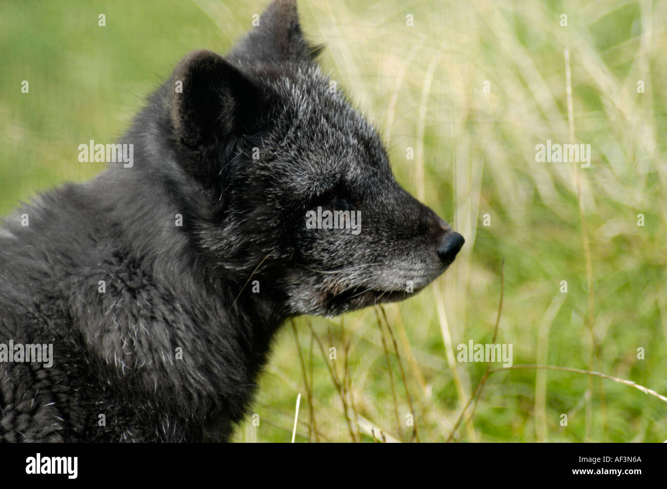 Arctic Fox in the Scottish Highlands Stock Photo - Alamy