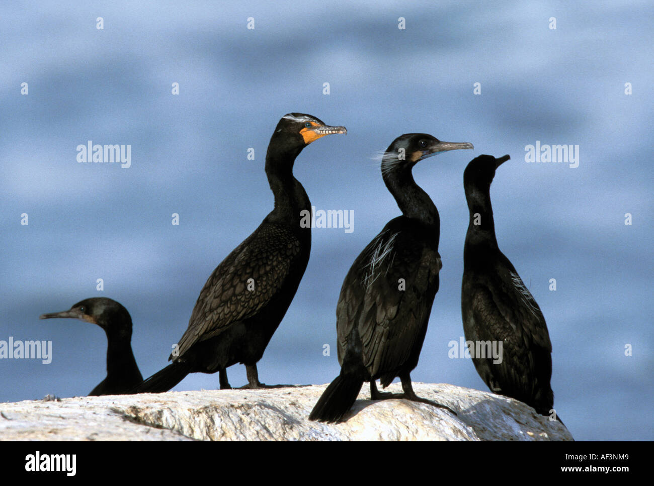 Double-crested Cormorant and Brandt's Cormorant Stock Photo - Alamy