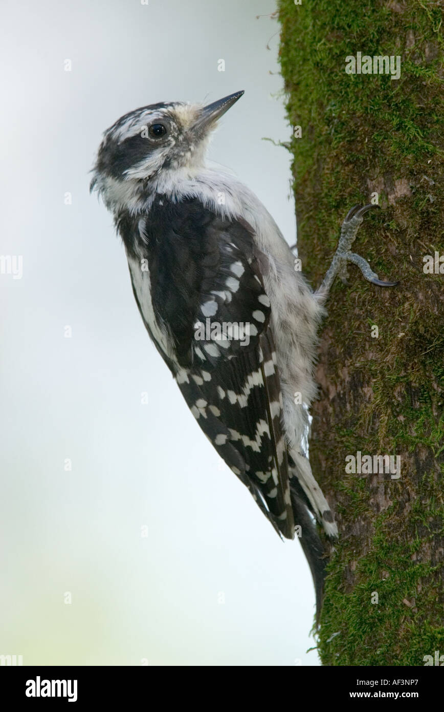 Downy Woodpecker Picoides pubescens Crosby Crow Wing County Minnesota USA 30 August Adult Female ...