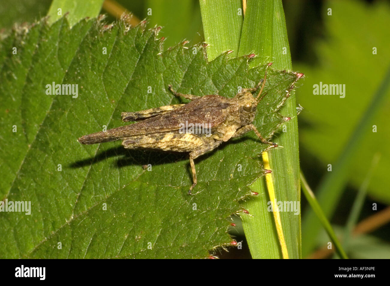 Slender Groundhopper, Tetrix subulata, on Nettle leaf. UK, Kent, June ...