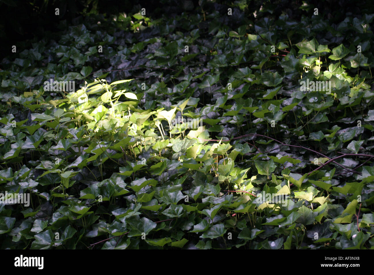 Ohlsdorfer friedhof cemetery hi-res stock photography and images - Alamy