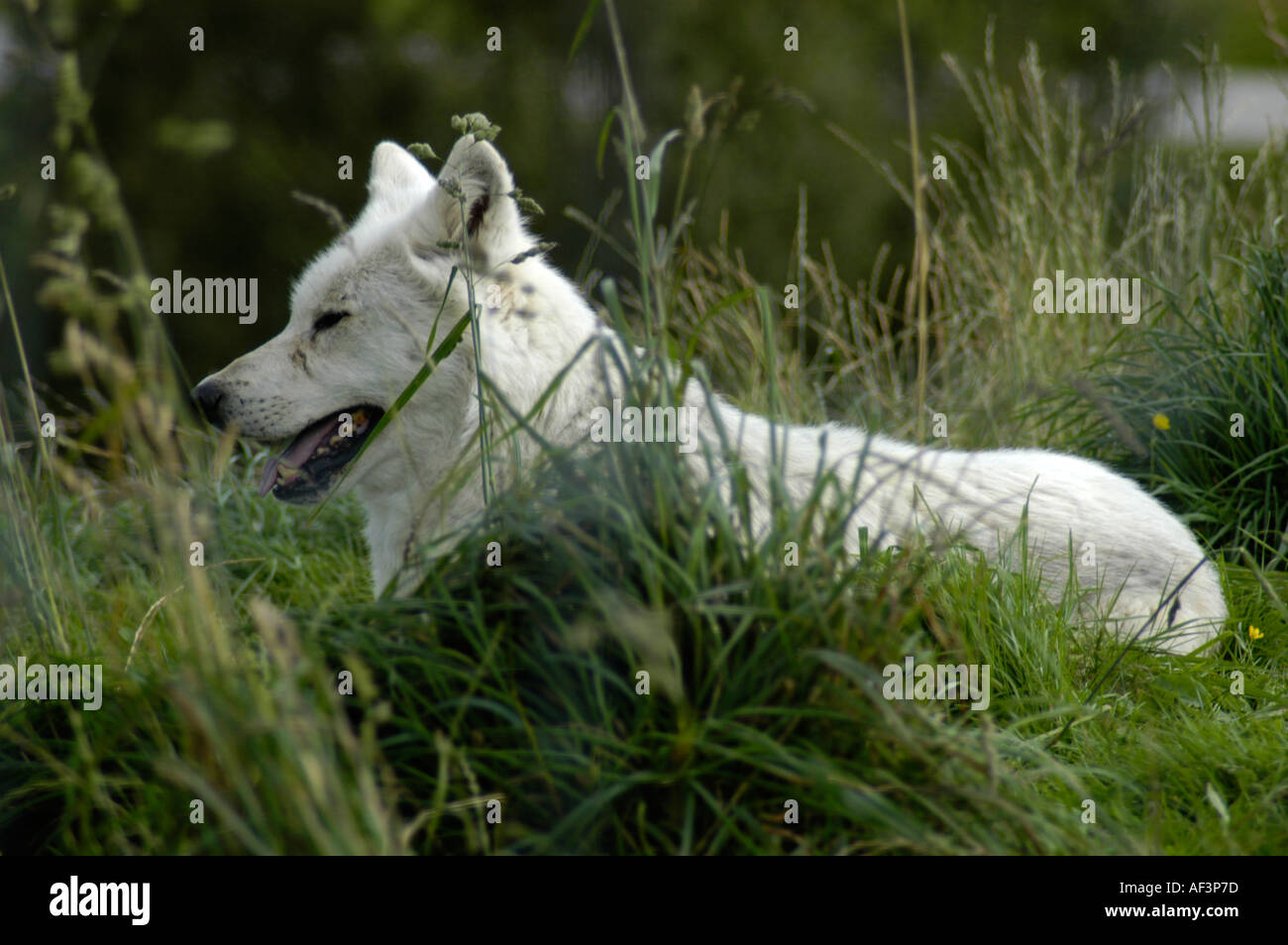 White Wolf in Scotland Stock Photo - Alamy