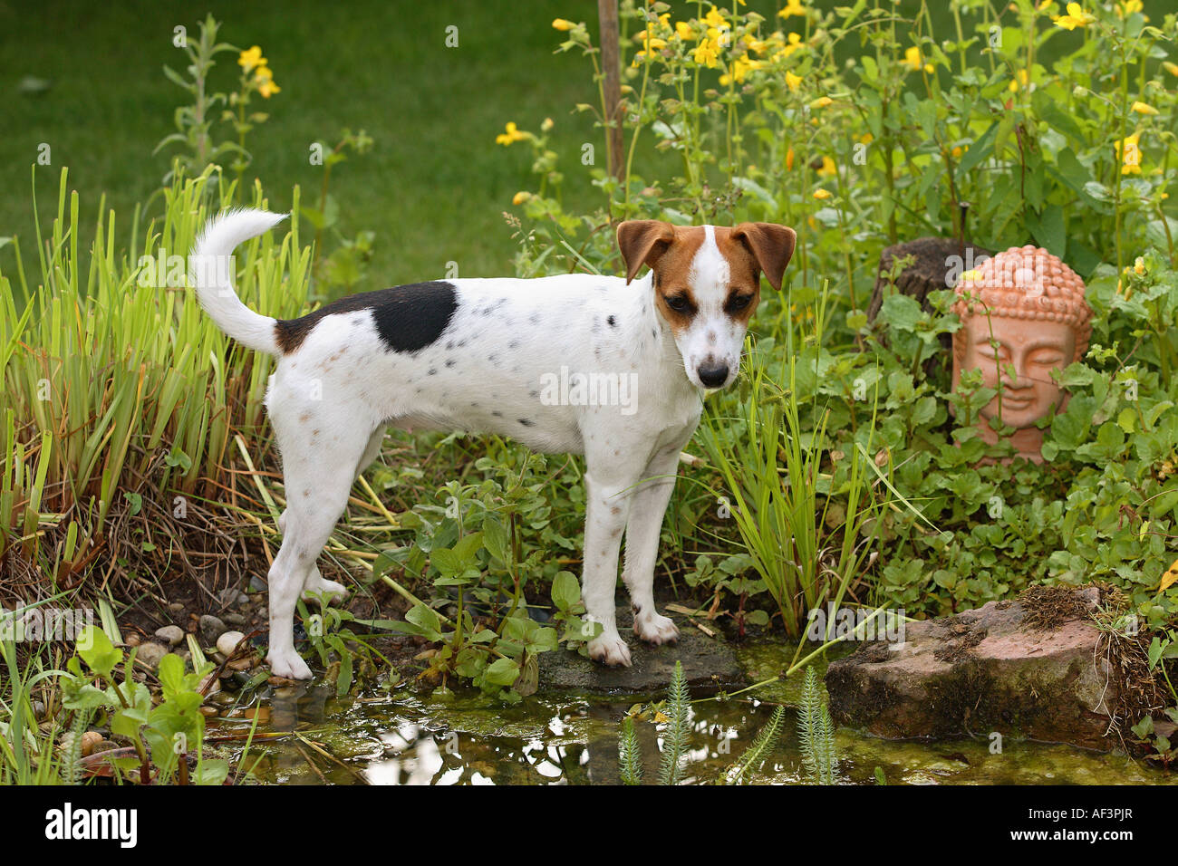 Jack Russell Terrier - standing Stock Photo - Alamy