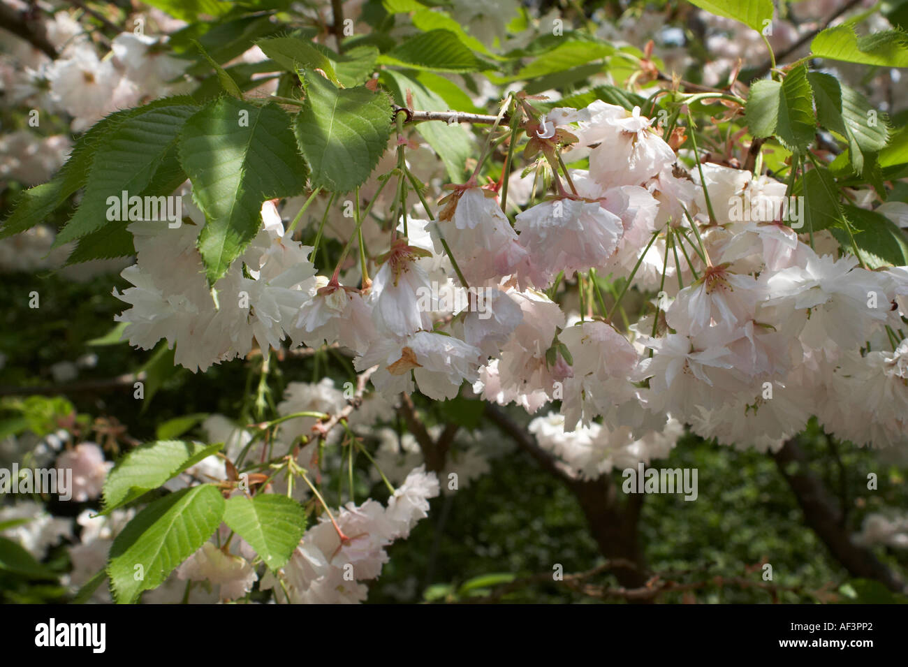 Rosaceae - Prunus lannesiana Stock Photo - Alamy