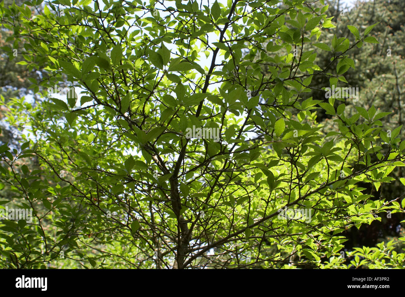 Finetooth holly hi-res stock photography and images - Alamy