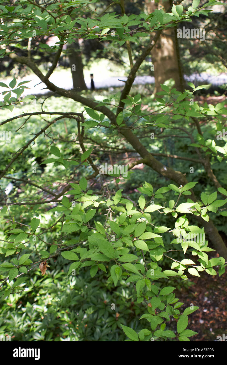 Ilex serrata hi-res stock photography and images - Alamy