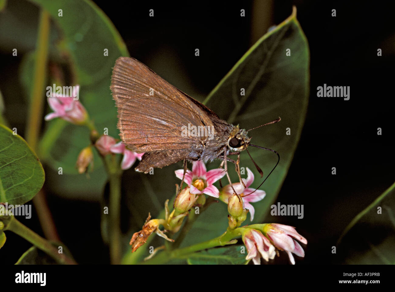 Dun skipper butterfly hi-res stock photography and images - Alamy
