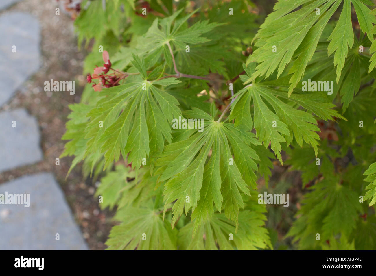 Aceraceae - Acer japonicum. Fullmoon Maple Stock Photo - Alamy