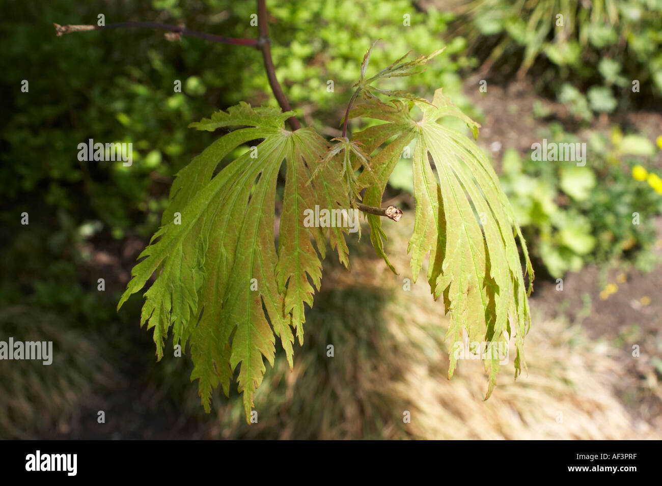 Aceraceae - Acer japonicum. Fullmoon Maple Stock Photo - Alamy