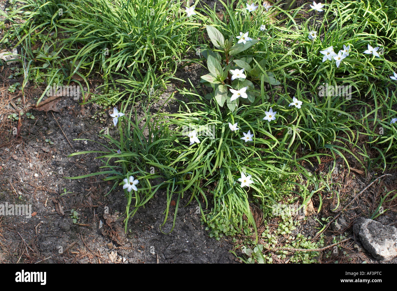 Pink ipheion hi-res stock photography and images - Alamy