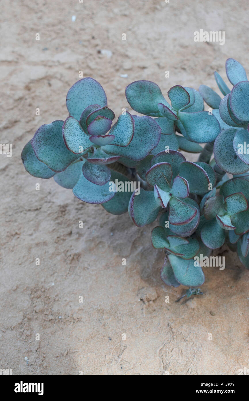 Crassulaceae - Crassula argentea. Jade plant Stock Photo - Alamy