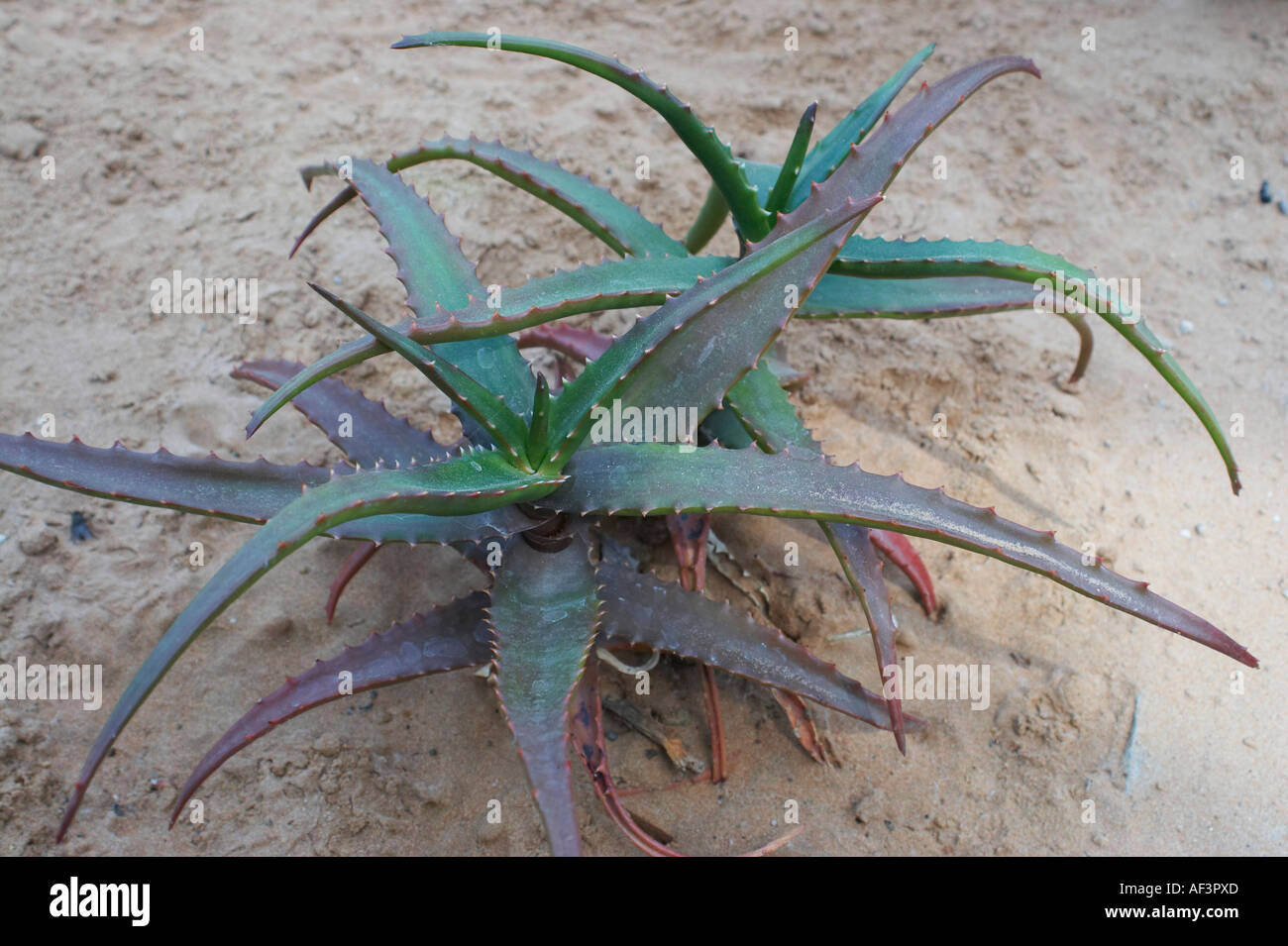 Aloe sp hi-res stock photography and images - Alamy