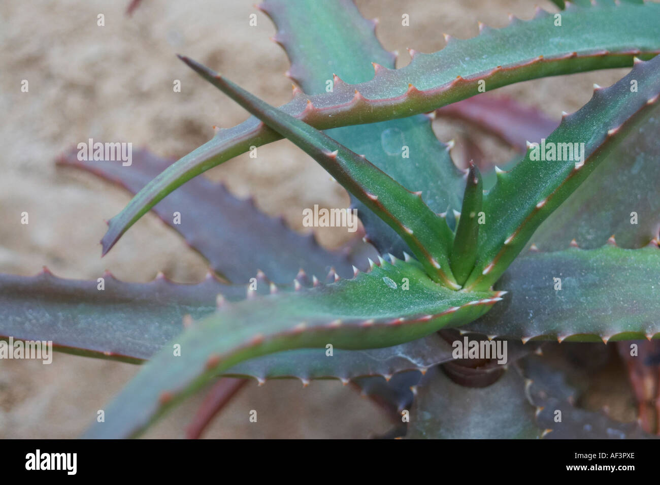 Aloe sp hi-res stock photography and images - Alamy