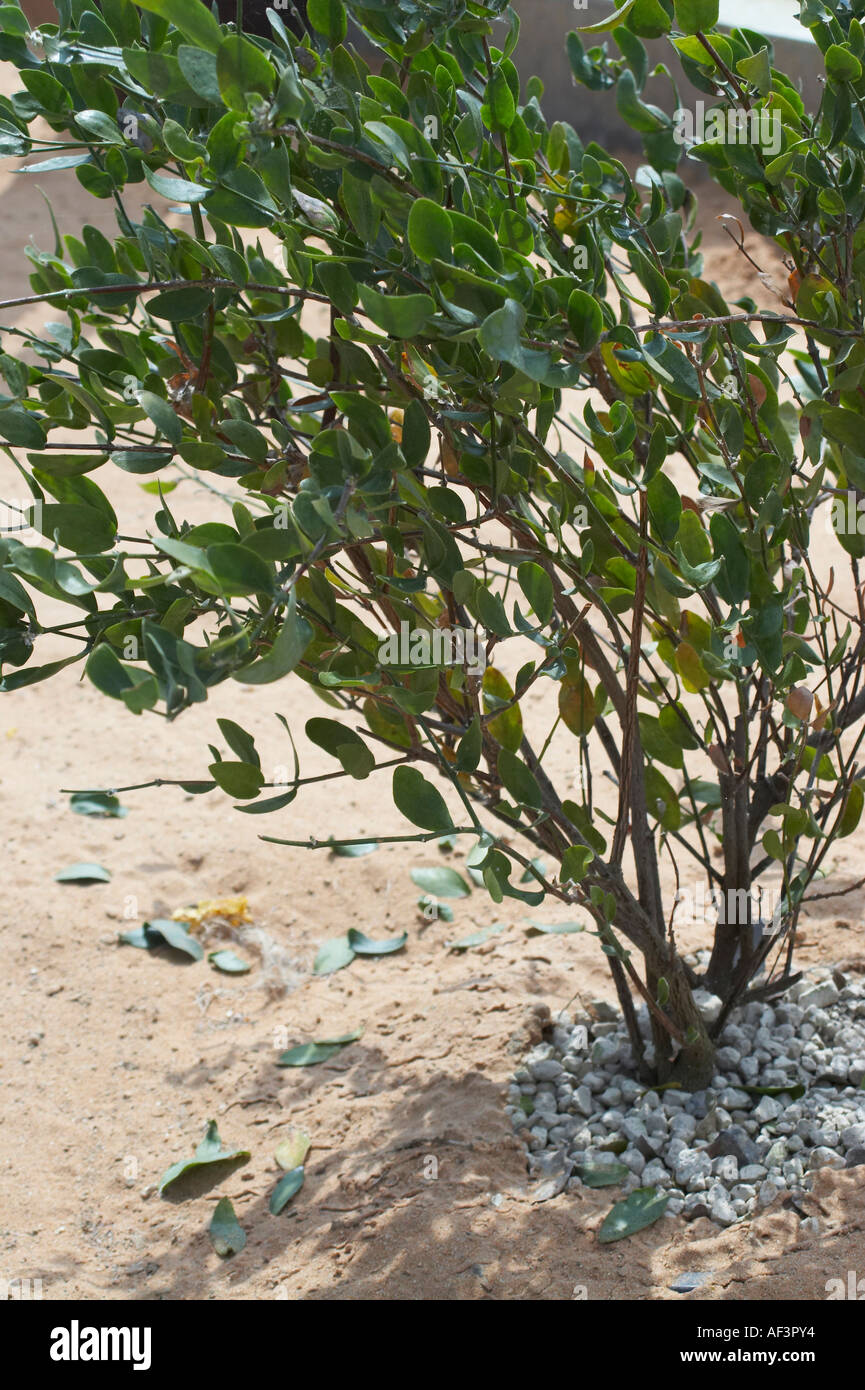 Simmondsiaceae - Simmondsia chinensis Stock Photo - Alamy