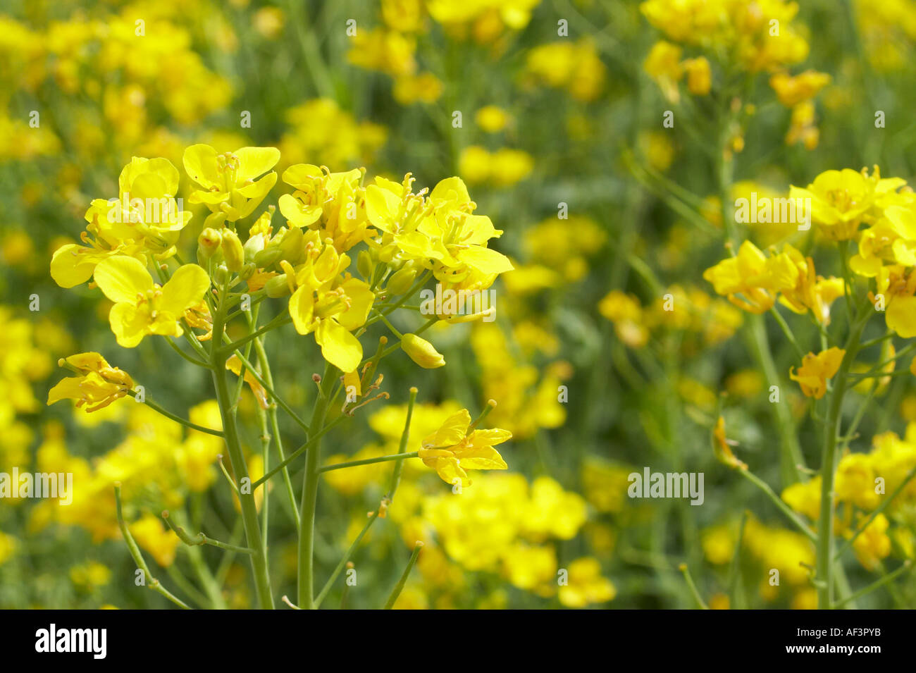 Brassicaceae - Brassica rapa Stock Photo - Alamy