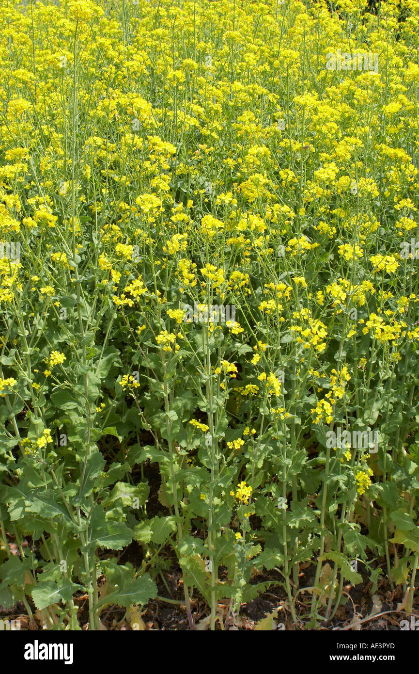 Brassicaceae - Brassica rapa Stock Photo - Alamy