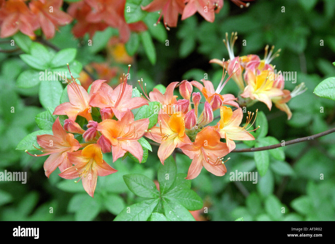 Flowering Rhododendron in Babite Rhododendron Park Latvia Stock Photo ...