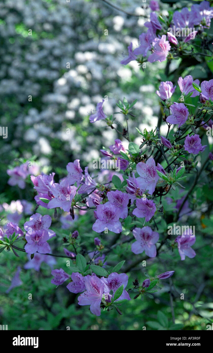 Flowering Rhododendron in Babite Rhododendron Park Latvia Stock Photo ...