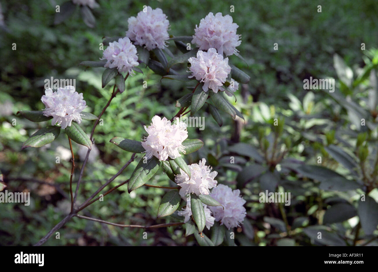 Flowering Rhododendron in Babite Rhododendron Park Latvia Stock Photo ...