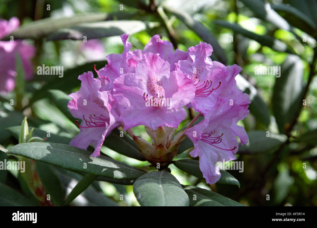Flowering Rhododendron in Babite Rhododendron Park Latvia Stock Photo ...