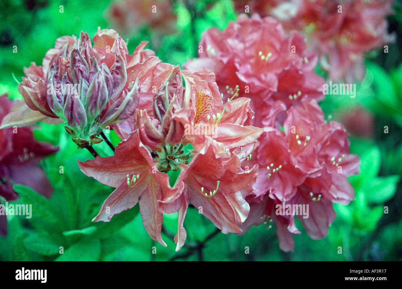 Flowering Rhododendron in Babite Rhododendron Park Latvia Stock Photo ...