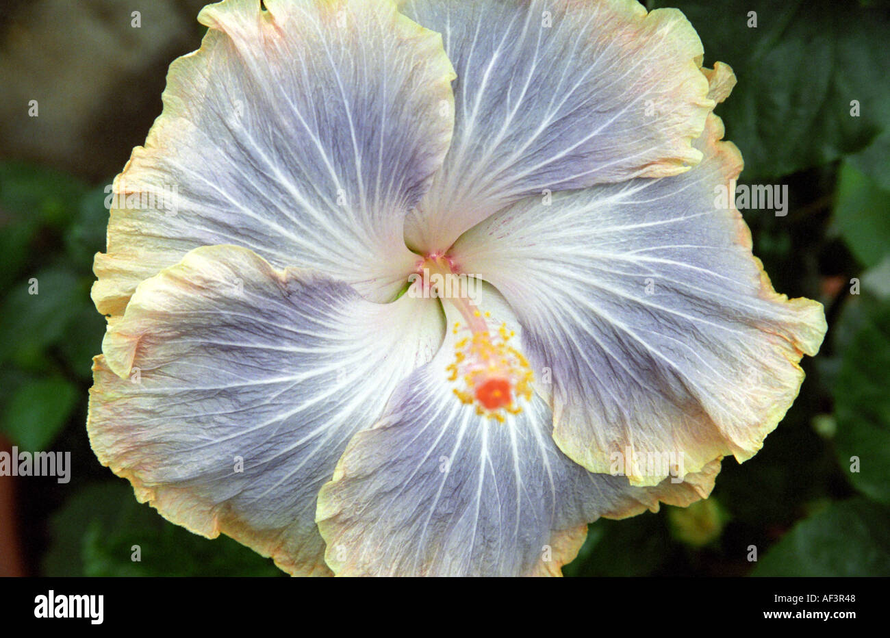 Close-up of Hibiscus rosa sinensis flower Pacific Flora Japan Stock ...