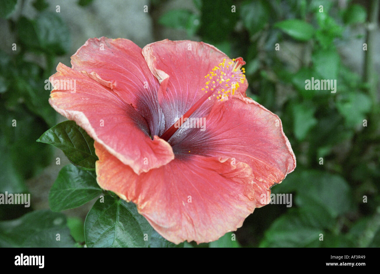 Close-up of Hibiscus rosa sinensis flower in Pacific Flora Japan Stock ...
