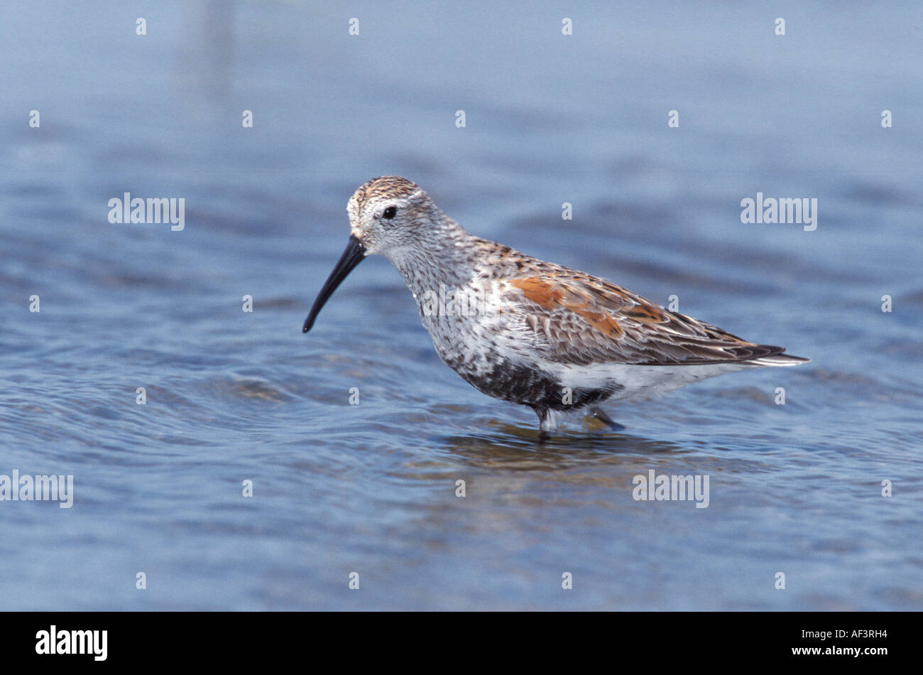 Migratory dunlin hi-res stock photography and images - Alamy