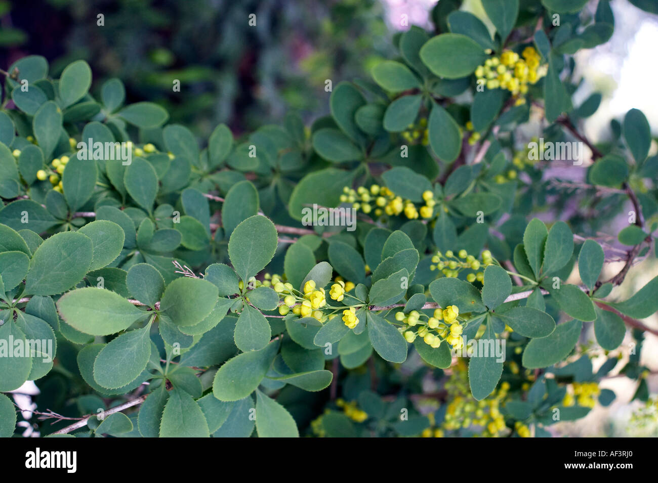 Berberidaceae