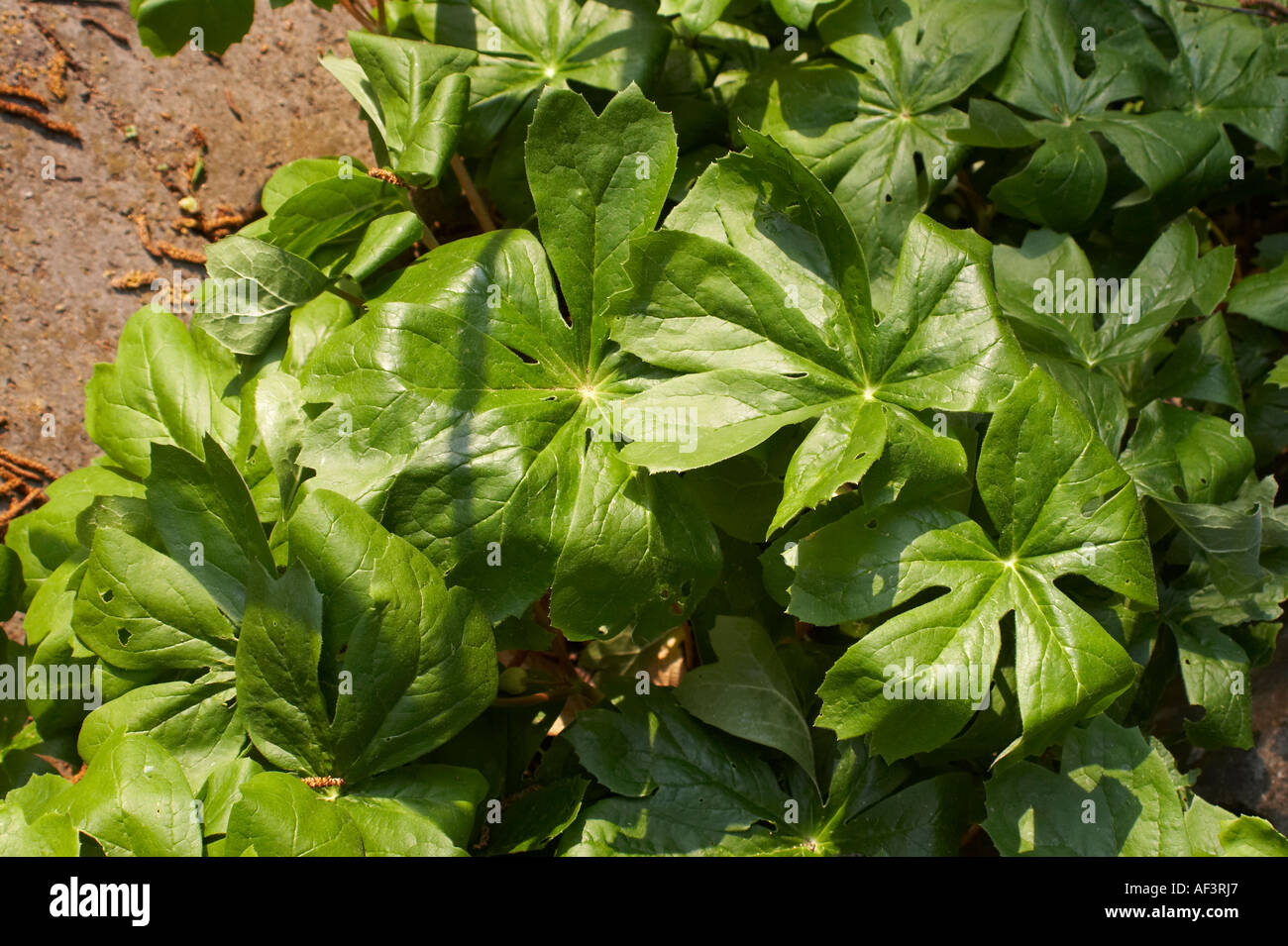 Berberidaceae - Podophyllum peltatum. American Mayapple Stock Photo - Alamy
