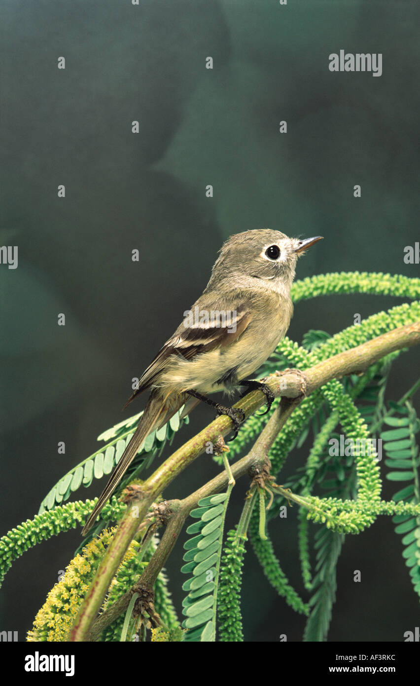 Tyrannid hi-res stock photography and images - Alamy