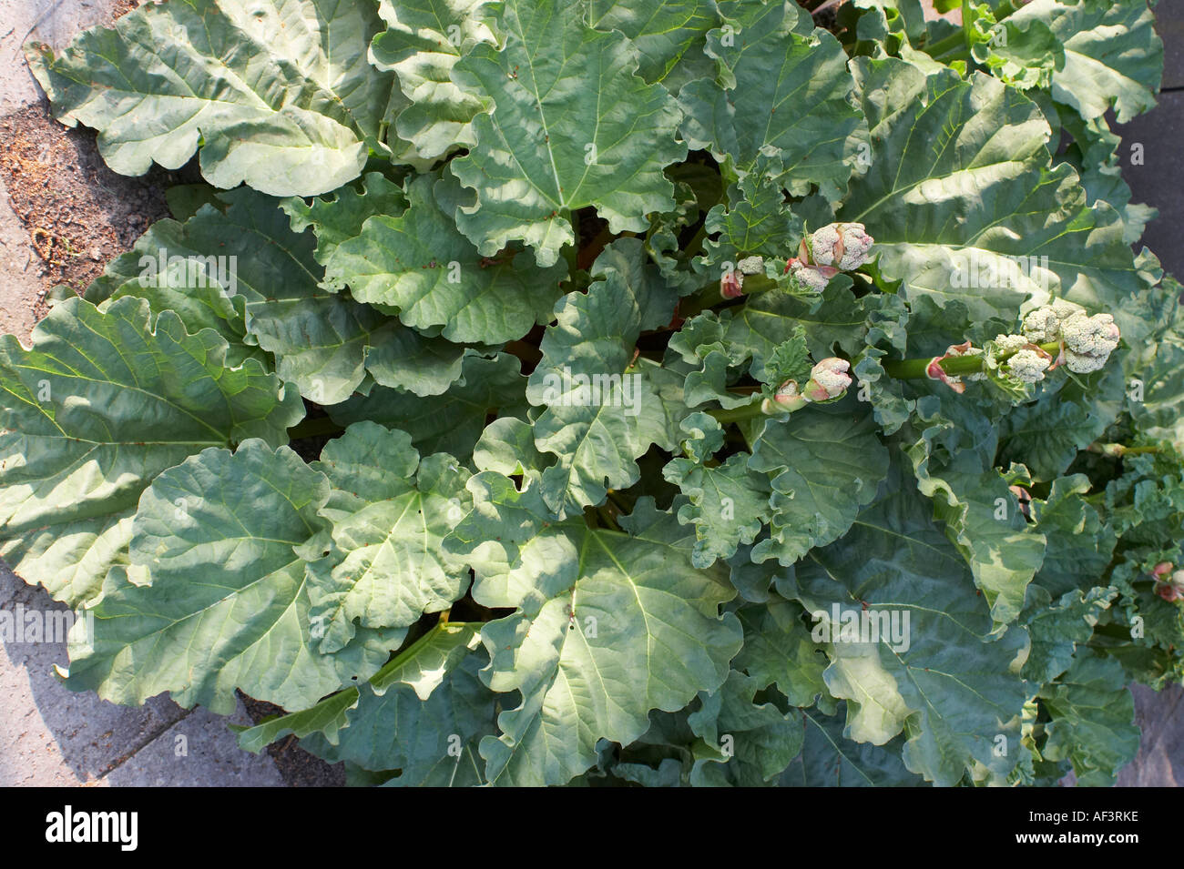 Polygonaceae - Rheum officinale. Rhubarb Stock Photo - Alamy